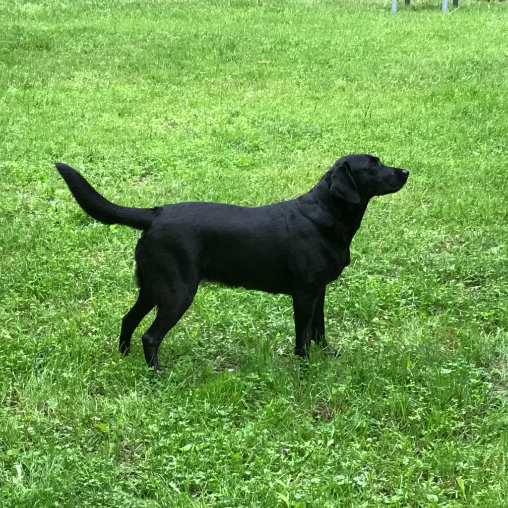 Jock River Kennels – Labrador Retriever Puppies – Dog Training